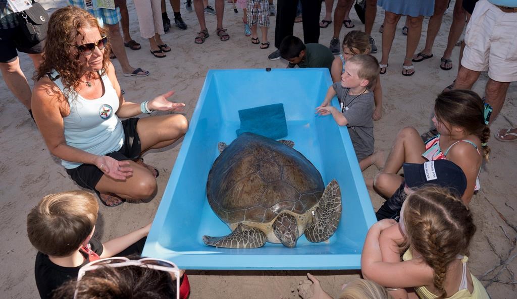 Turtle returning to ocean after recovering from spear attack