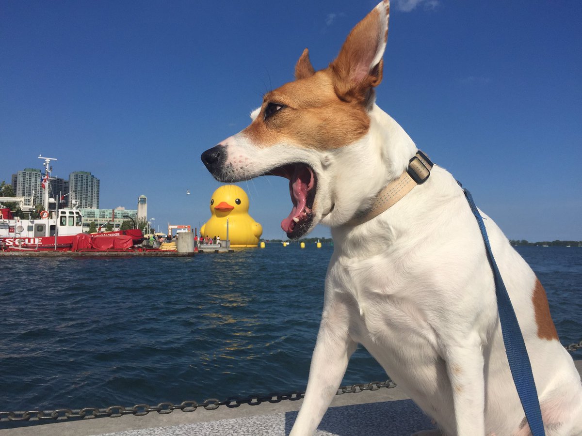 World's largest duck floats back to Toronto for waterfront festival