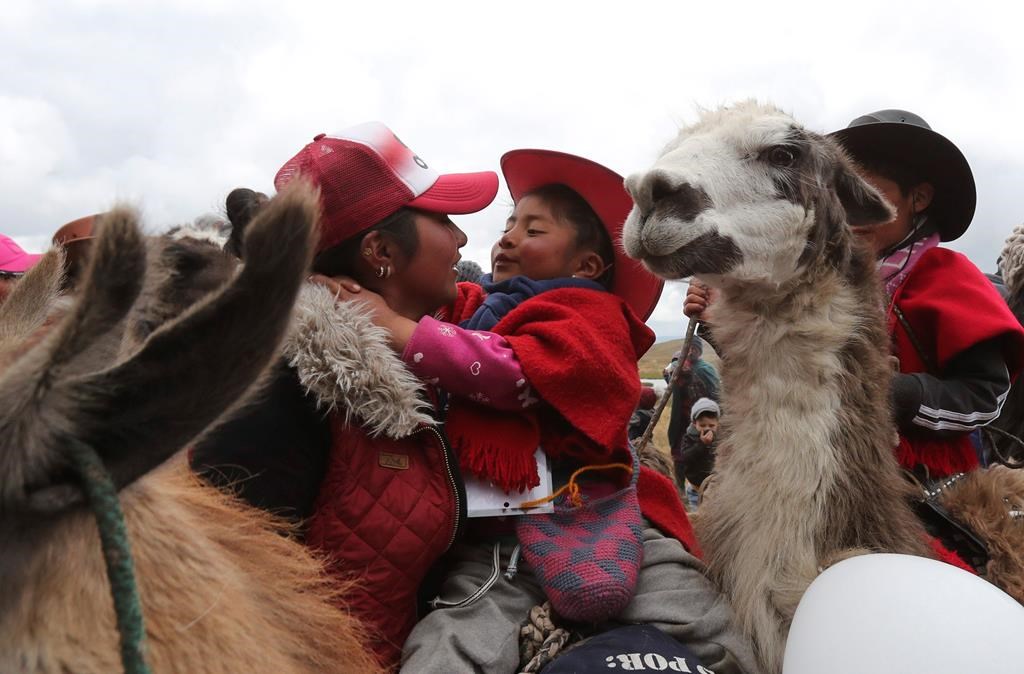 AP Photos: Kids race llamas in Ecuador's highlands