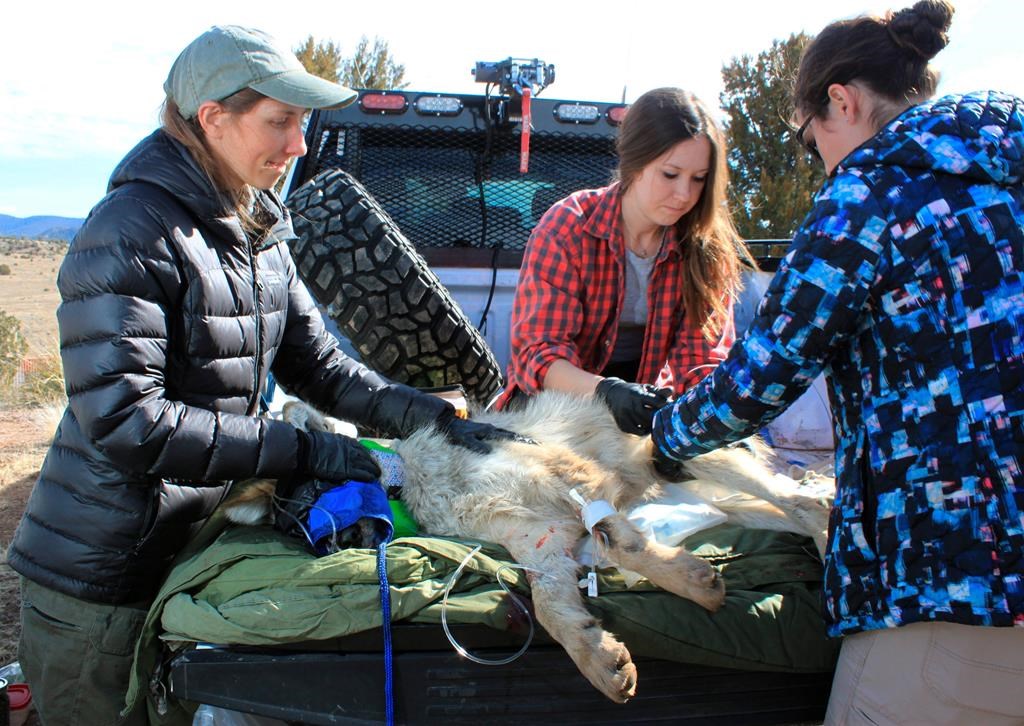 Endangered gray wolf population on the rise in southwest US