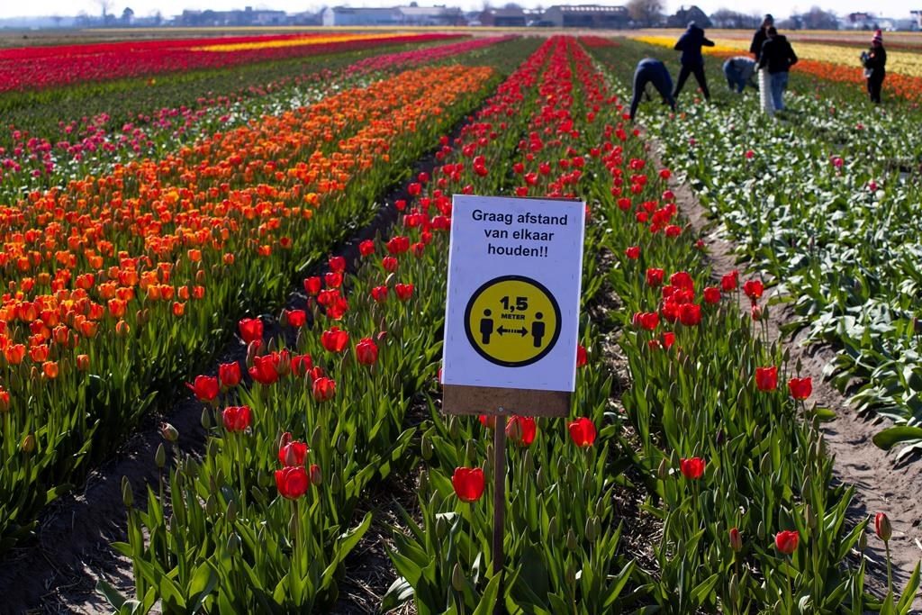 'The value of a statistical life' and tiptoe through Dutch tulips; In ...