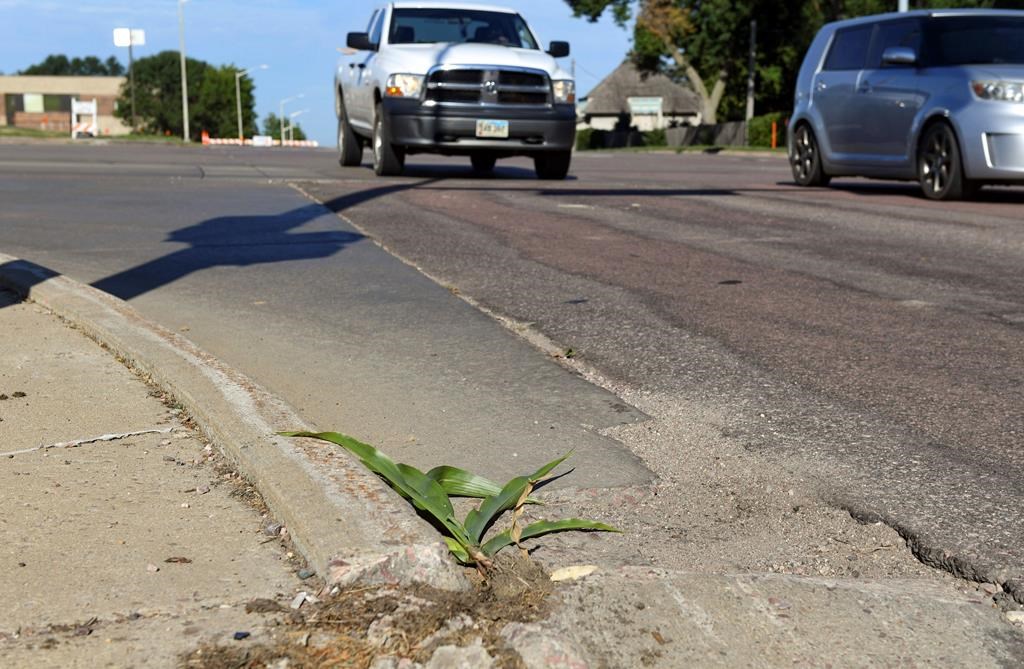 South Dakota city mourns urban cornstalk's brief life