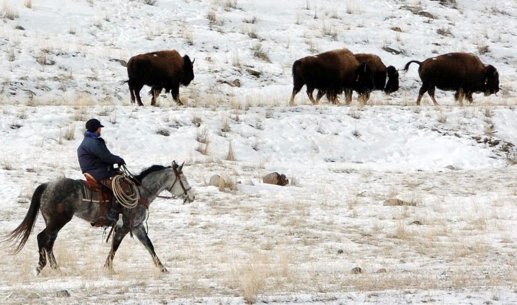 Documents detail push to manage Yellowstone bison as cattle