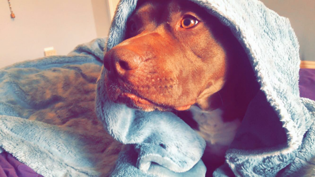 GTA dog owners, activists outraged over detention of pets by Vaughan ...