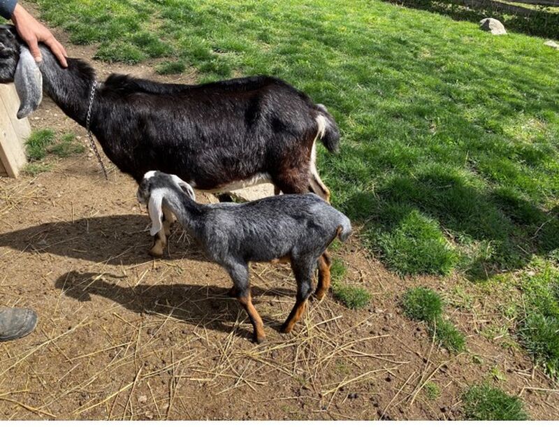 Police seek baby goat stolen from Riverdale Farm