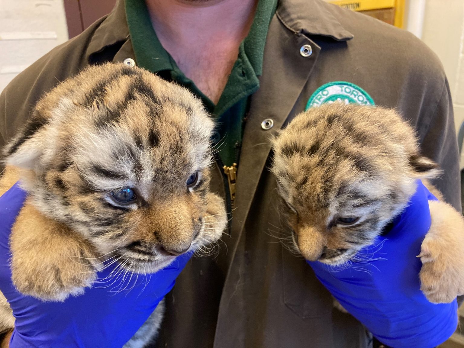 'A devastating loss': 2nd endangered Amur tiger cub dies at Toronto Zoo