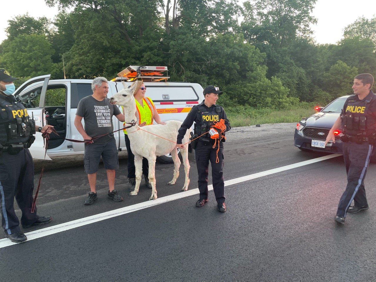 Lost llama reunited with family after being found wandering on Hwy. 400
