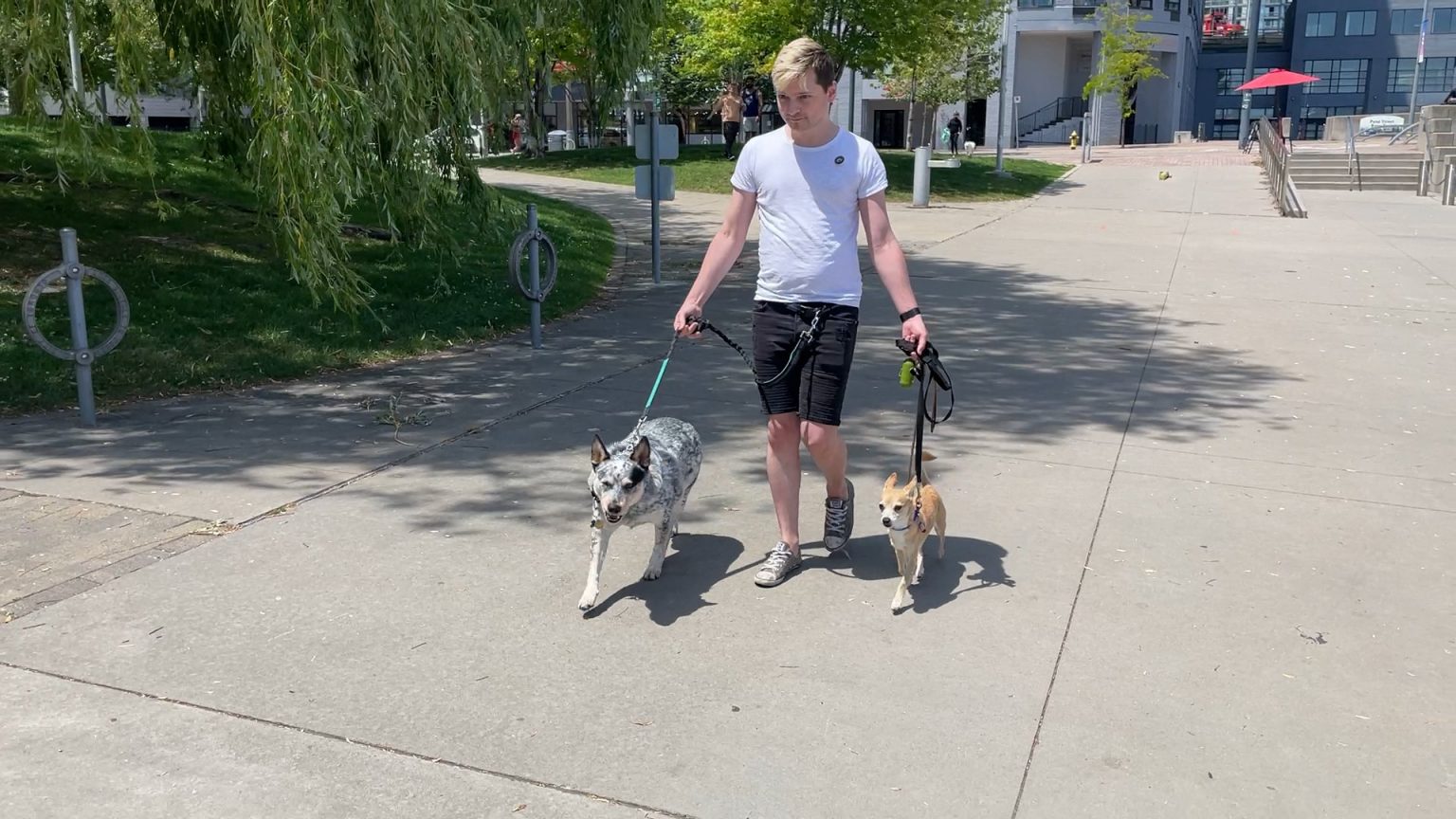 Canada spared wave of pandemic pet returns, for now