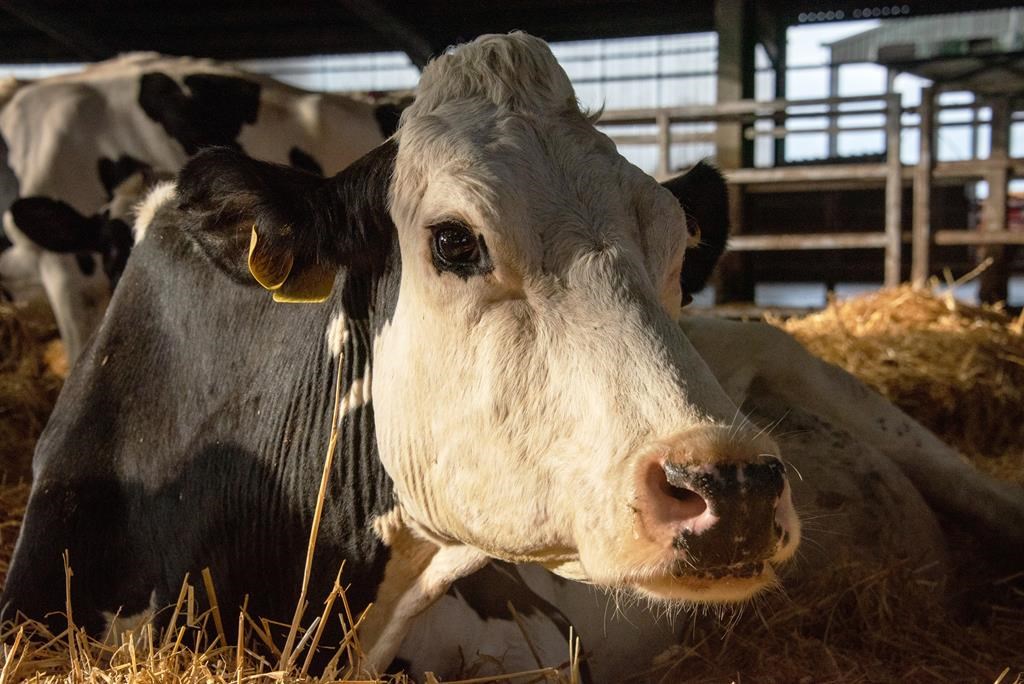 Multigenerational Ontario farmer celebrates cow's first leap this season