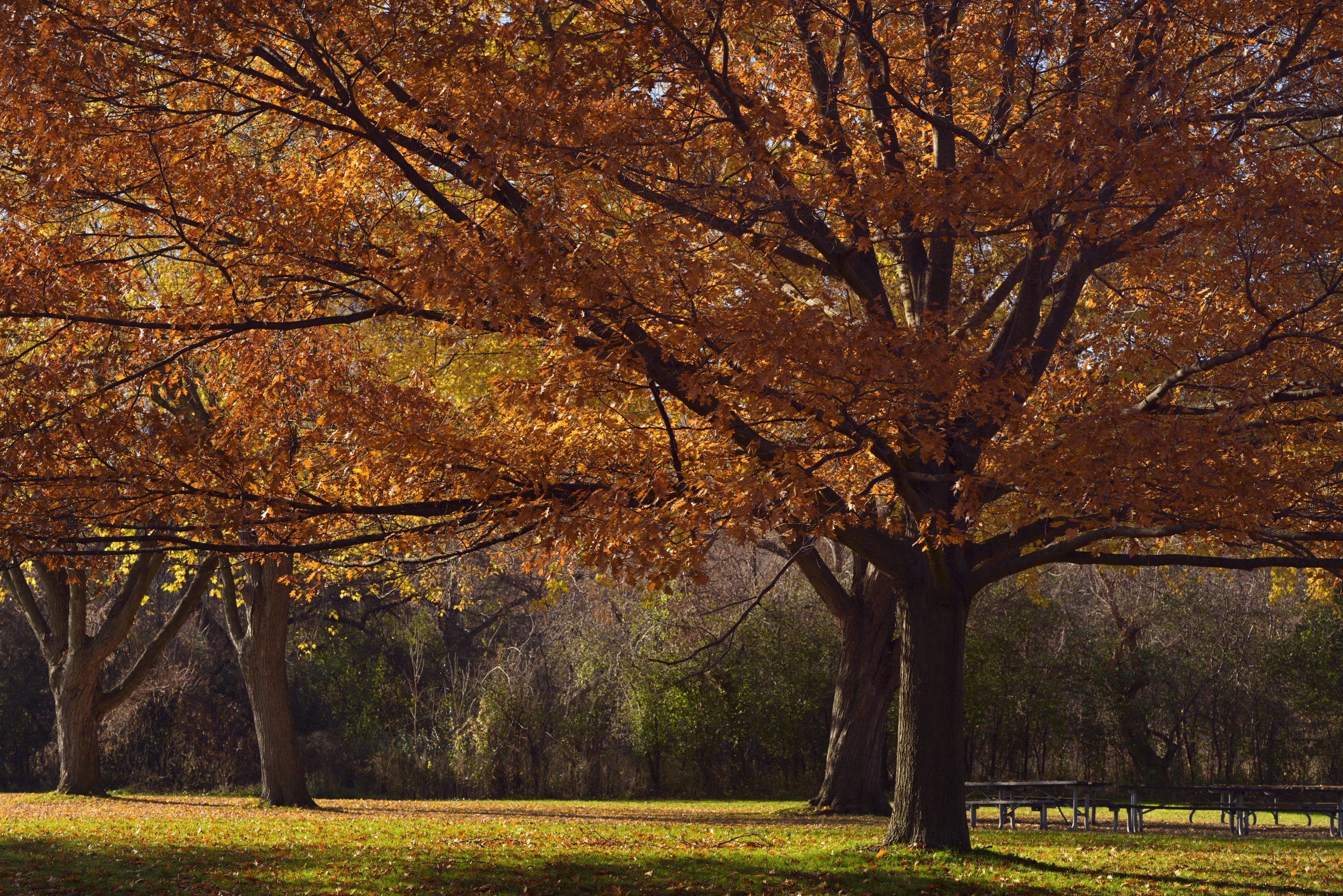 If Toronto were a tree, what tree would it be?