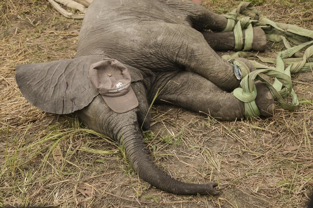 Malawi moves elephants from overcrowded park to larger one