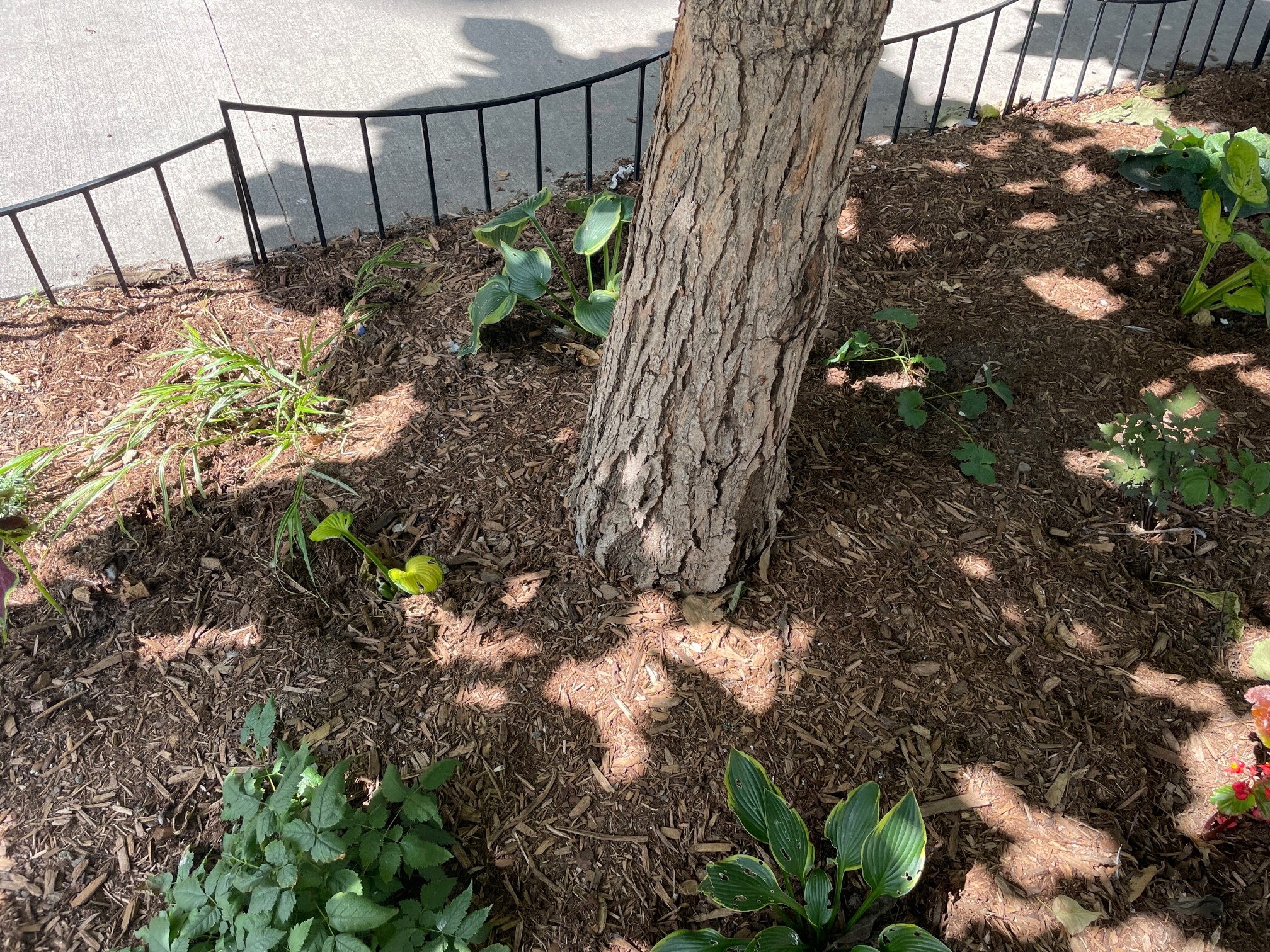 Why trees are thriving on this busy Toronto street