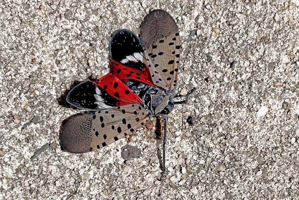 Canadian Food Inspection Agency raises alarm as spotted lanternfly pest ...