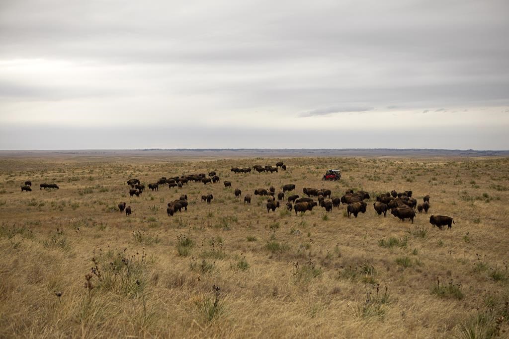 Bison spread as Native American tribes reclaim stewardship