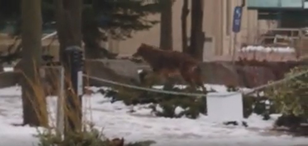 Coyote seen roaming downtown Toronto near Queens Quay