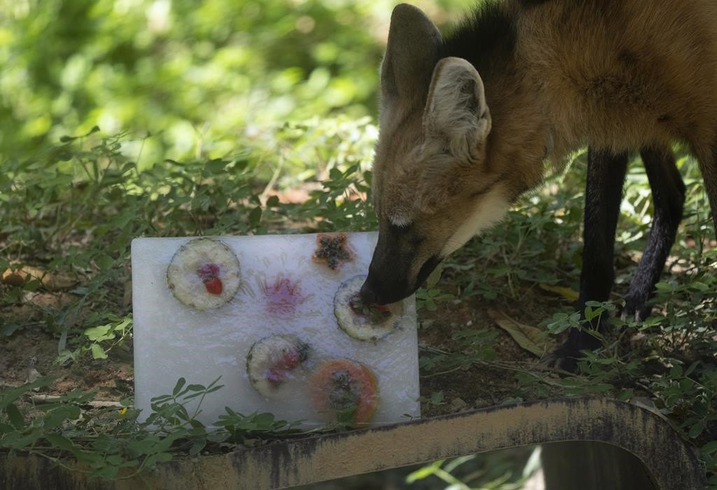 Blood-flavored ice helps zoo animals beat Rio's heat