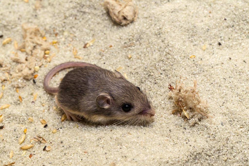 Tiny California mouse wins Guinness award for longevity