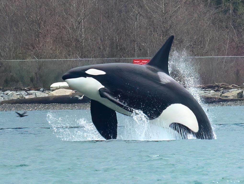 Bird photographer's stunning image — an orca in flight off Vancouver's ...