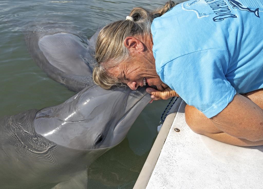 Rescued dolphin thrives year after arriving in Florida Keys