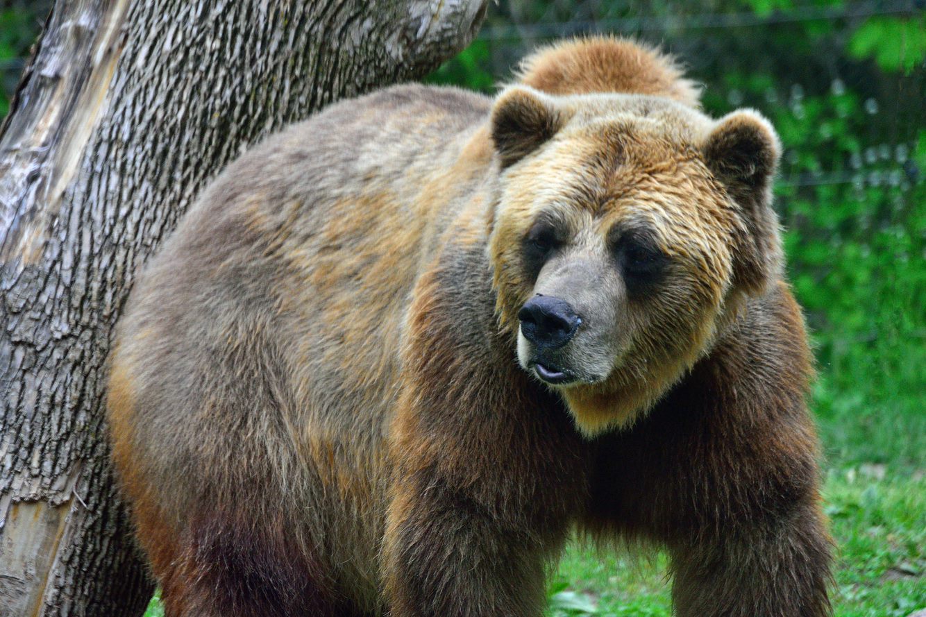 Samson, 25-year-old grizzly bear, euthanized at Toronto Zoo