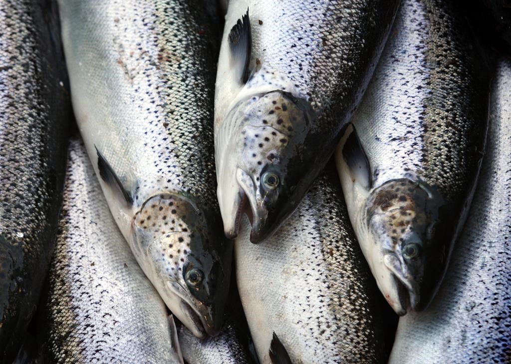 1st ocean fish farm proposed for East Coast off New England
