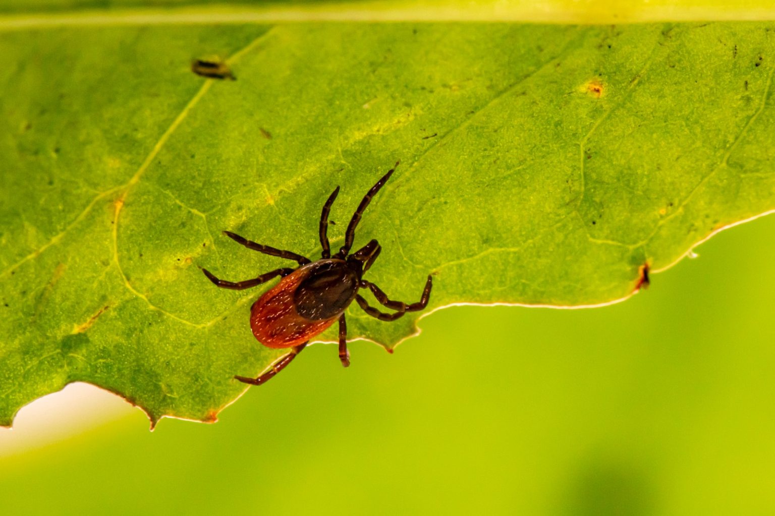 Tick season is here in Ontario. What to know, and how to prepare