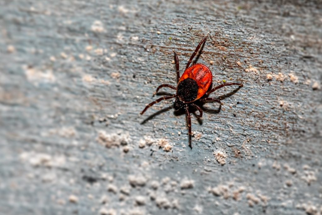 Tick season is here in Ontario. What to know, and how to prepare