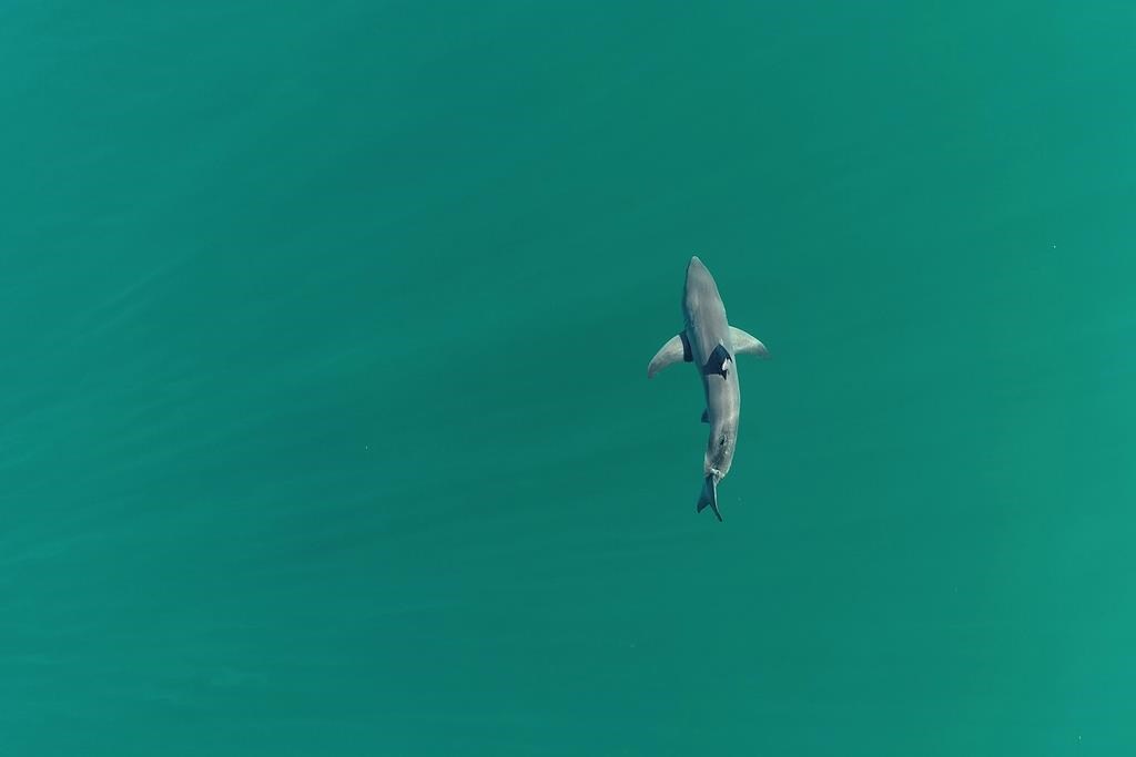 Just keep swimming: SoCal study shows sharks, humans can share ocean ...