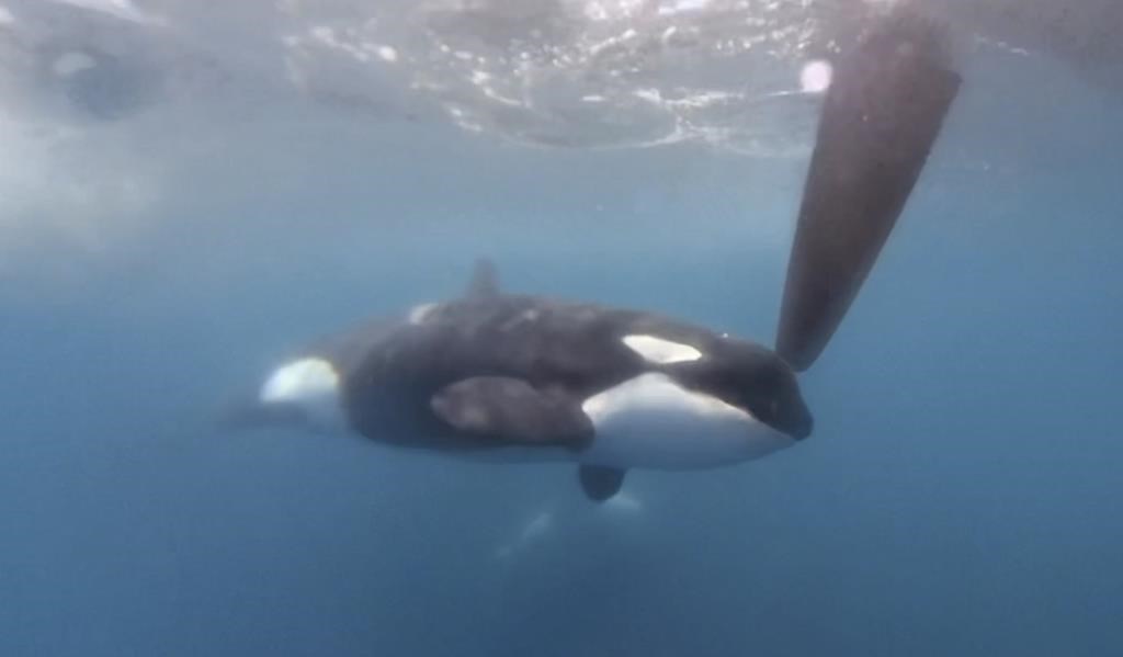 Orcas disrupt boat race near Spain in latest display of dangerous ...