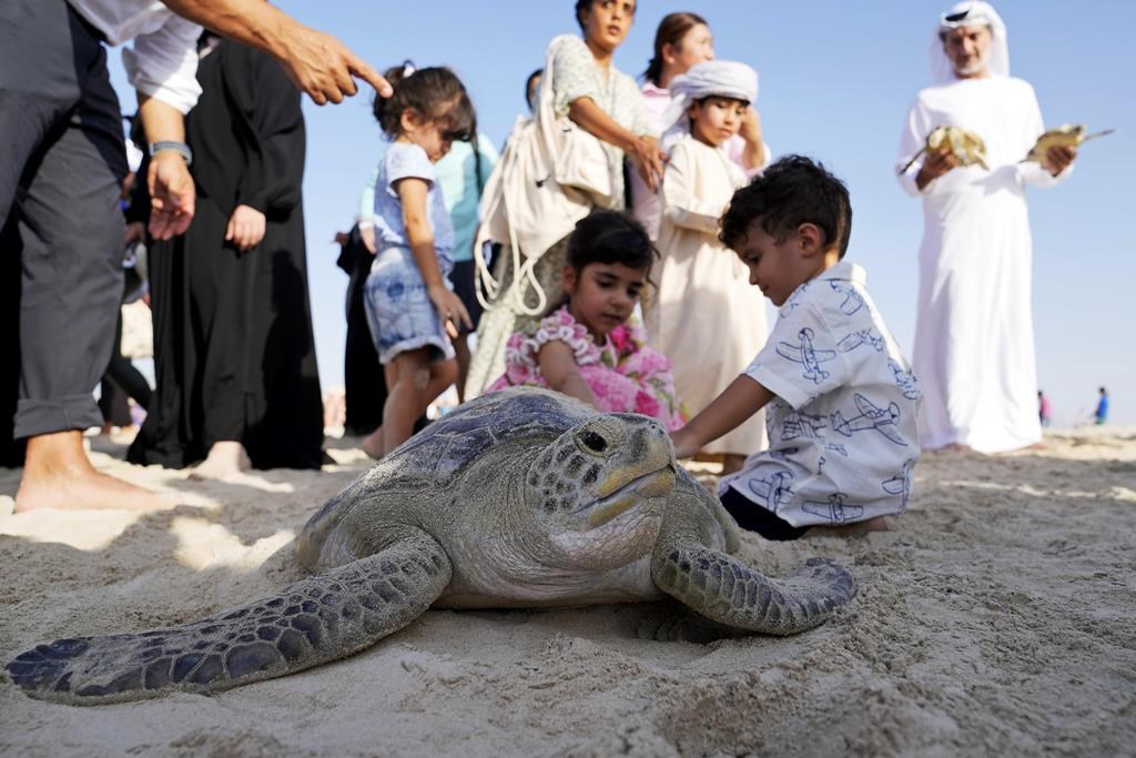 In United Arab Emirates, struggling sea turtles get a helping hand