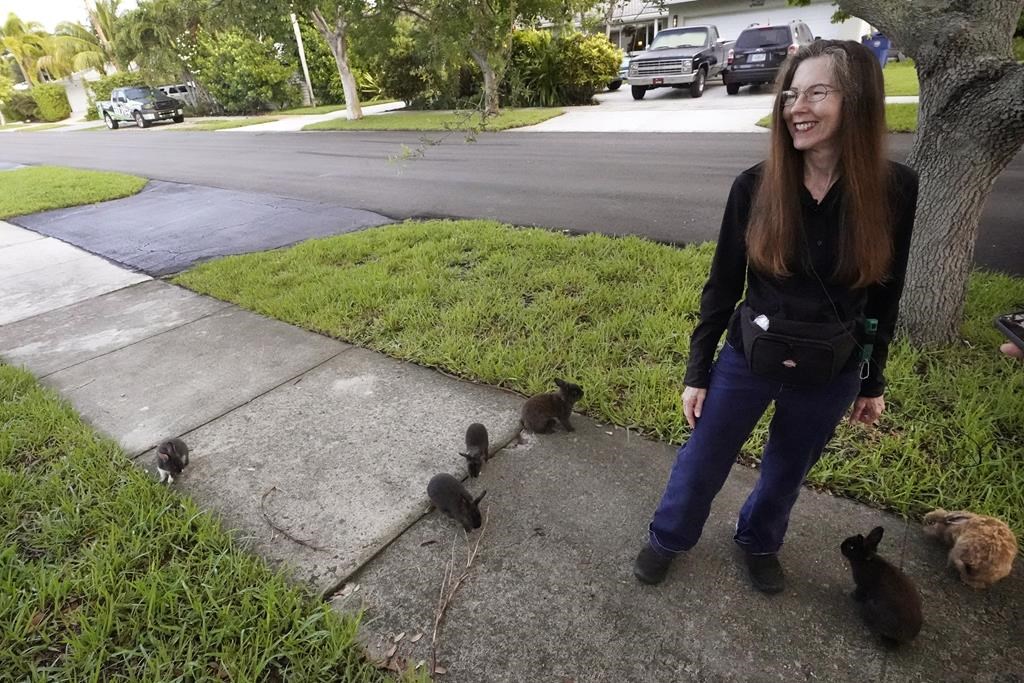 Fuzzy invasion of domestic rabbits has a Florida suburb hopping into a ...