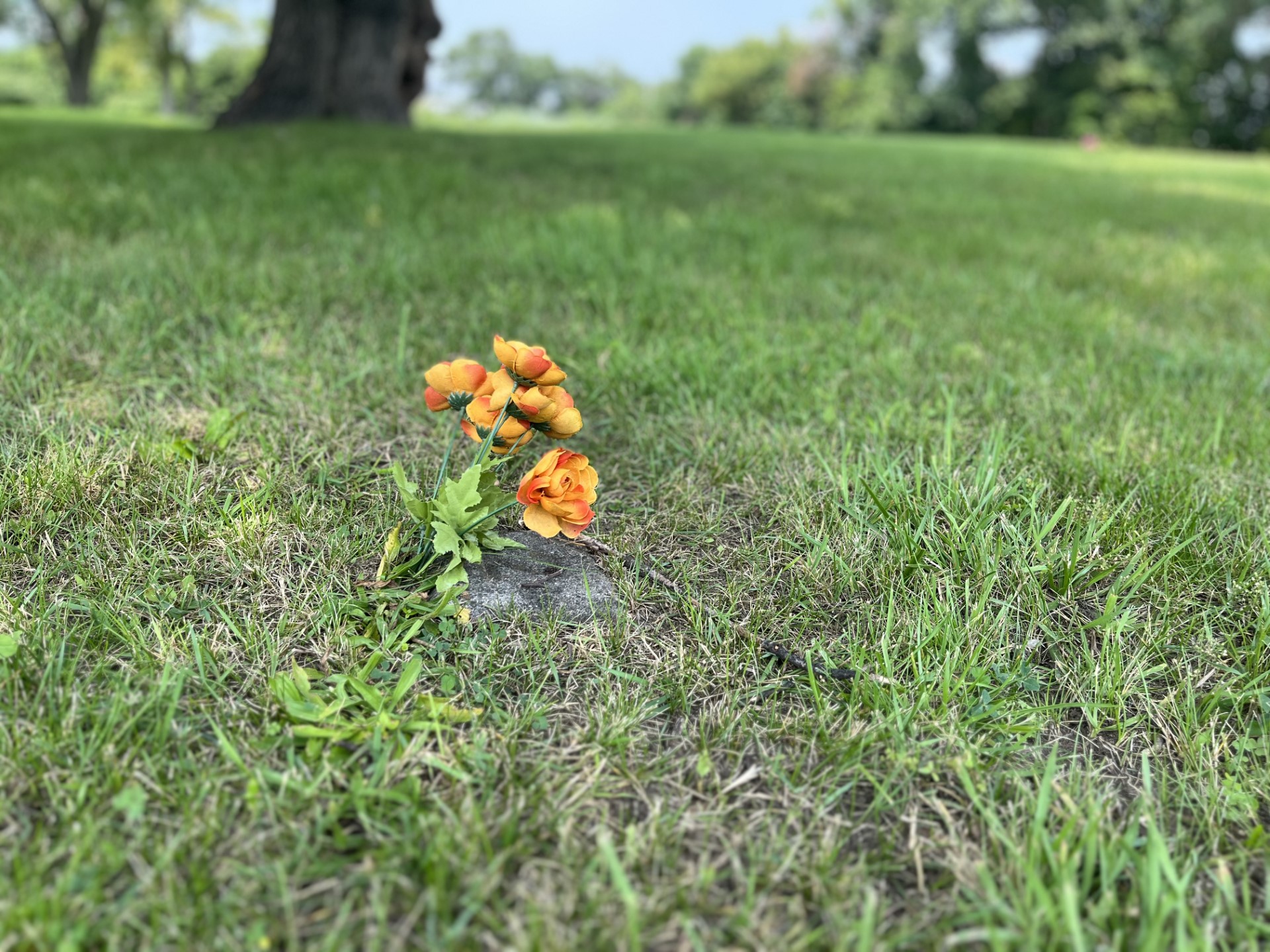 Work underway to identify Indigenous graves at forgotten Toronto cemetery