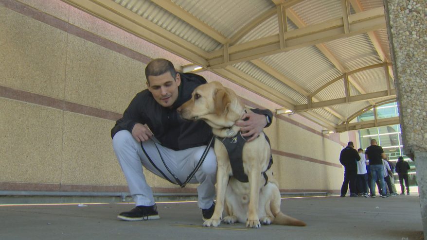 How to behave around a guide dog