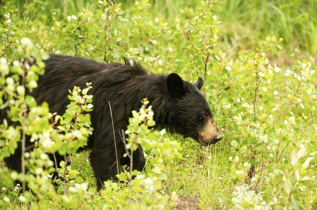 North Macedonia national park's rising bear population poses a threat ...