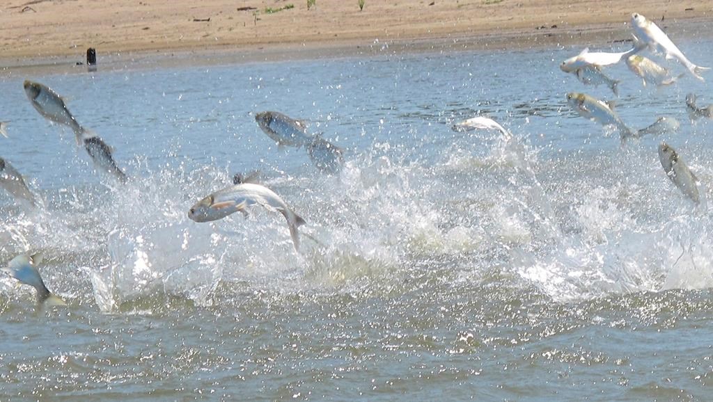 Minnesota, Wisconsin wildlife officials capture 100s of invasive carp ...