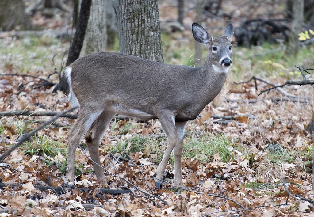 After court cases and death threats, Montreal suburb's deer cull to go ...