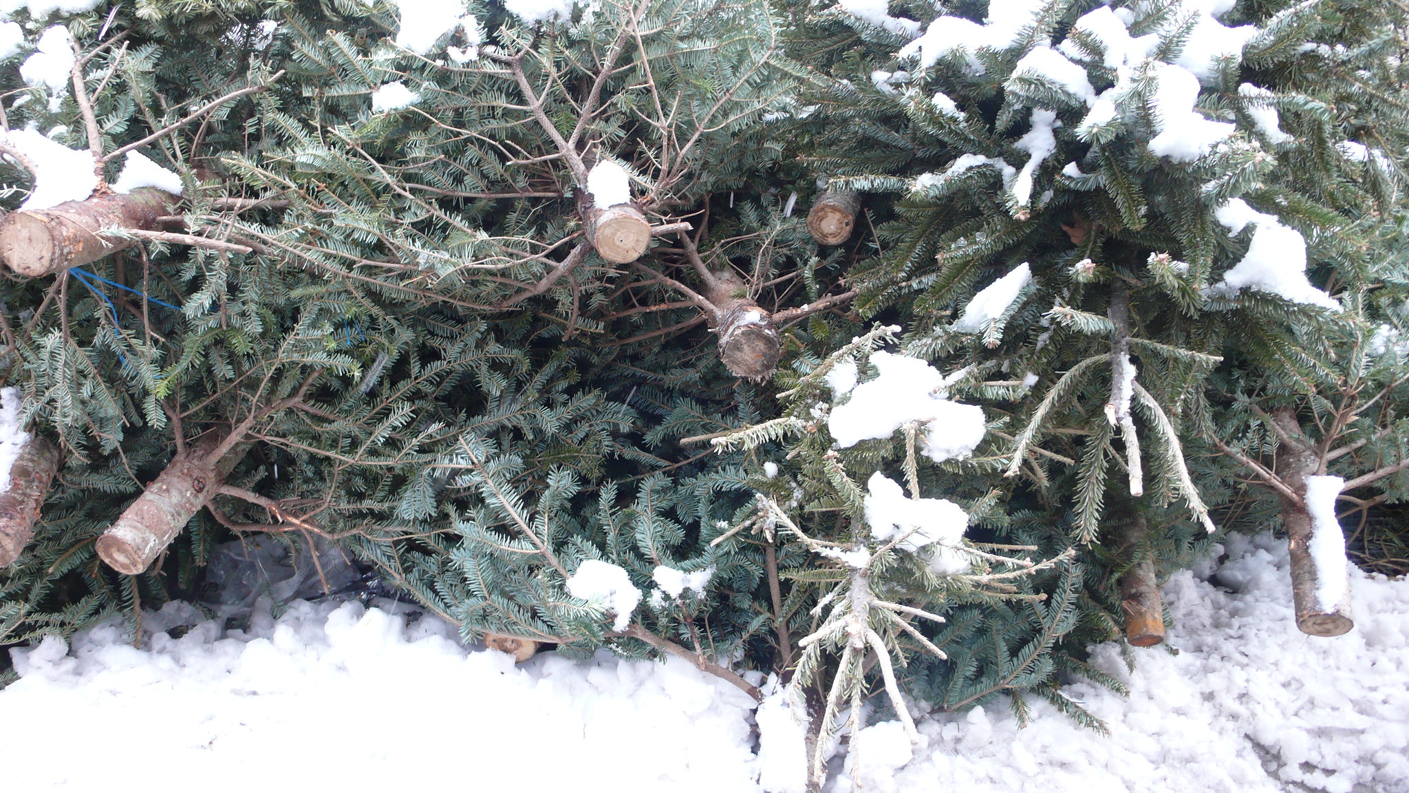 Christmas tree collection begins Tuesday in Toronto, next week in Peel ...