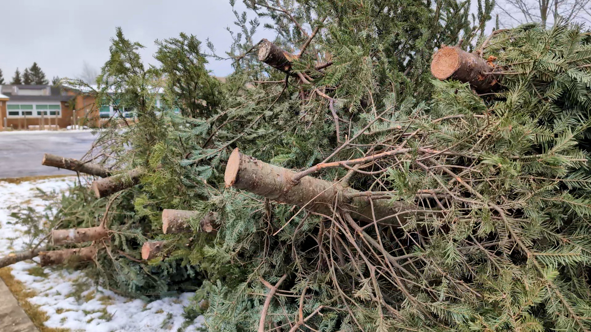 Conservation group giving Christmas trees a second life