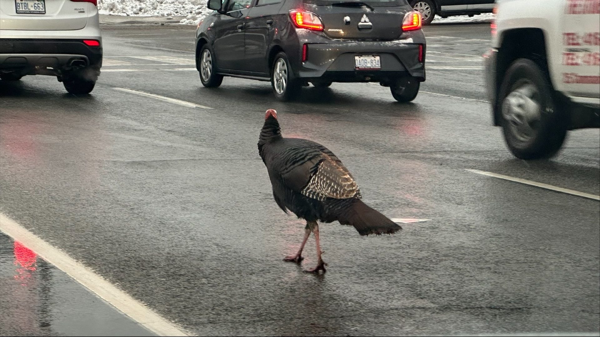 Wild turkey disrupts daytime traffic in Scarborough