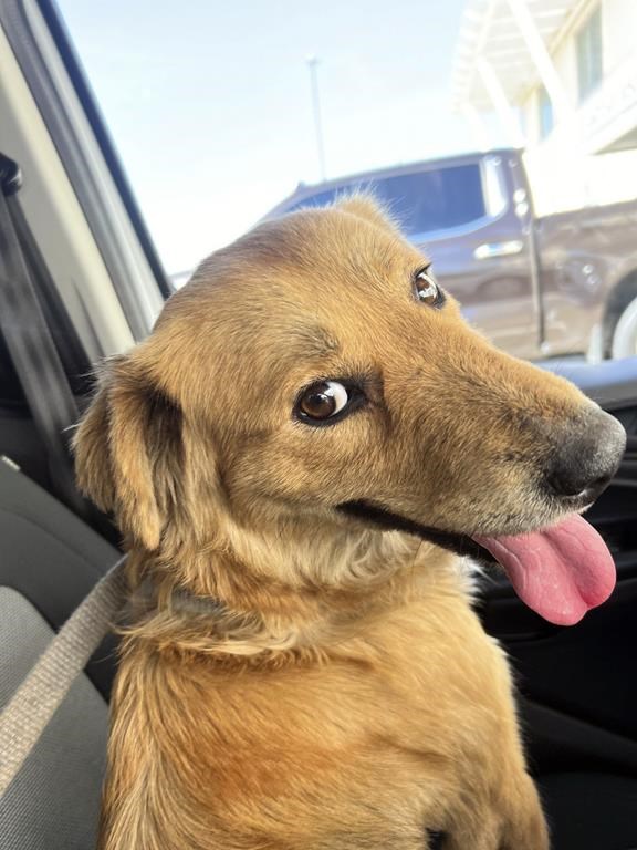 Dog rescued after more than a week trapped inside shipping container in ...