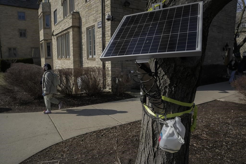 At Northwestern, students watch climate change through maple trees