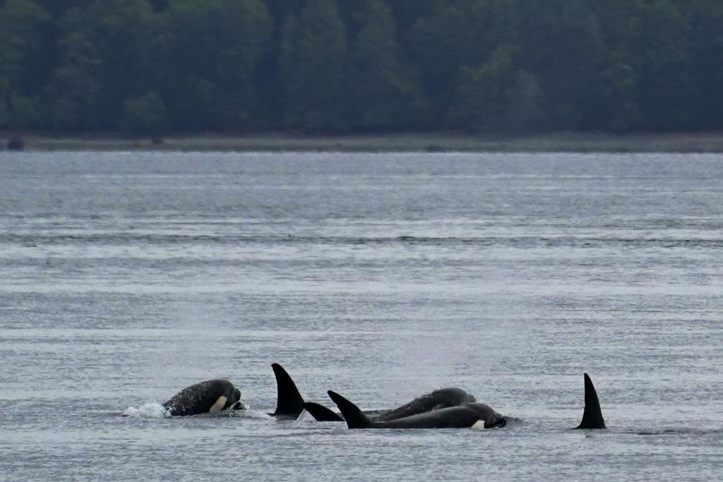 Time of essence amid efforts to reunite orphaned B.C. orca calf with ...