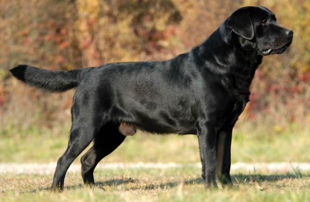 Labrador Retrievers tops Canadian Kennel Club's list of most popular ...