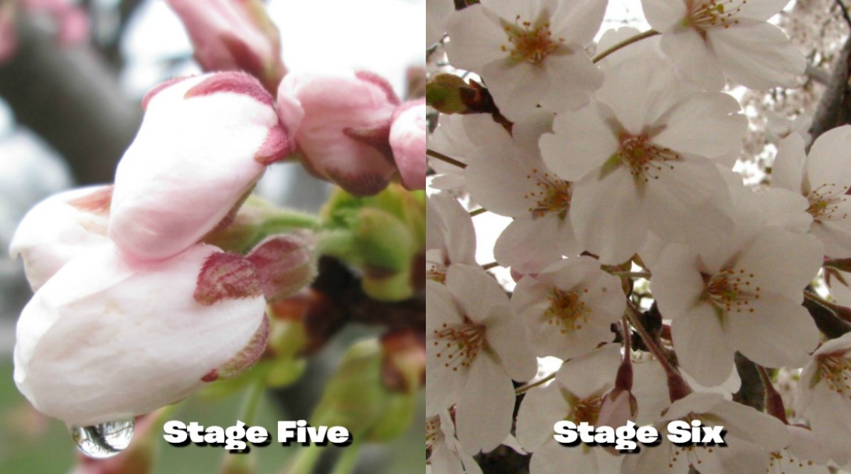 High Park cherry blossoms to reach peak bloom today