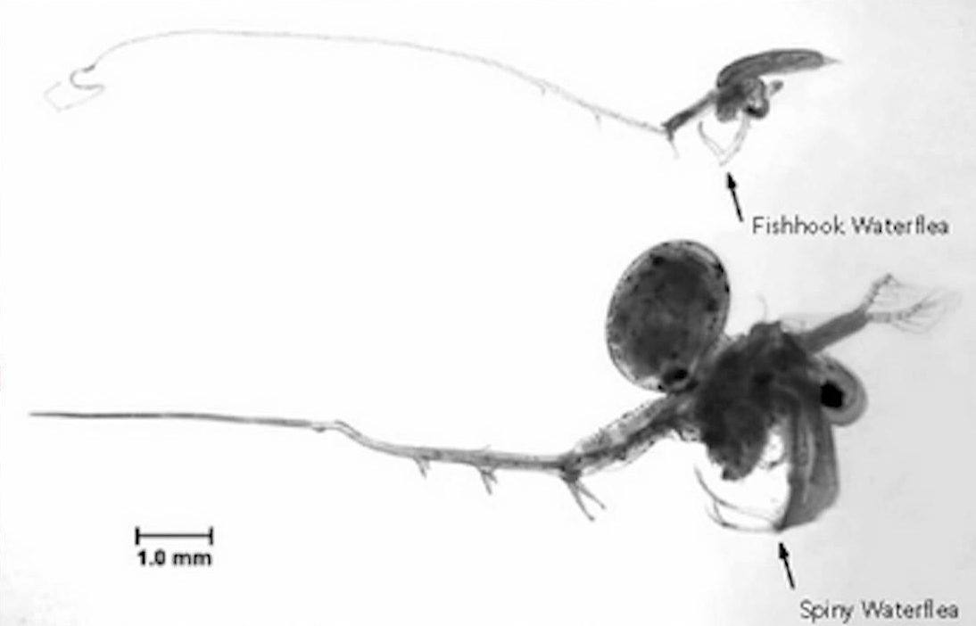 Invasive 'water fleas' continue decades-long spread across Ontario lakes