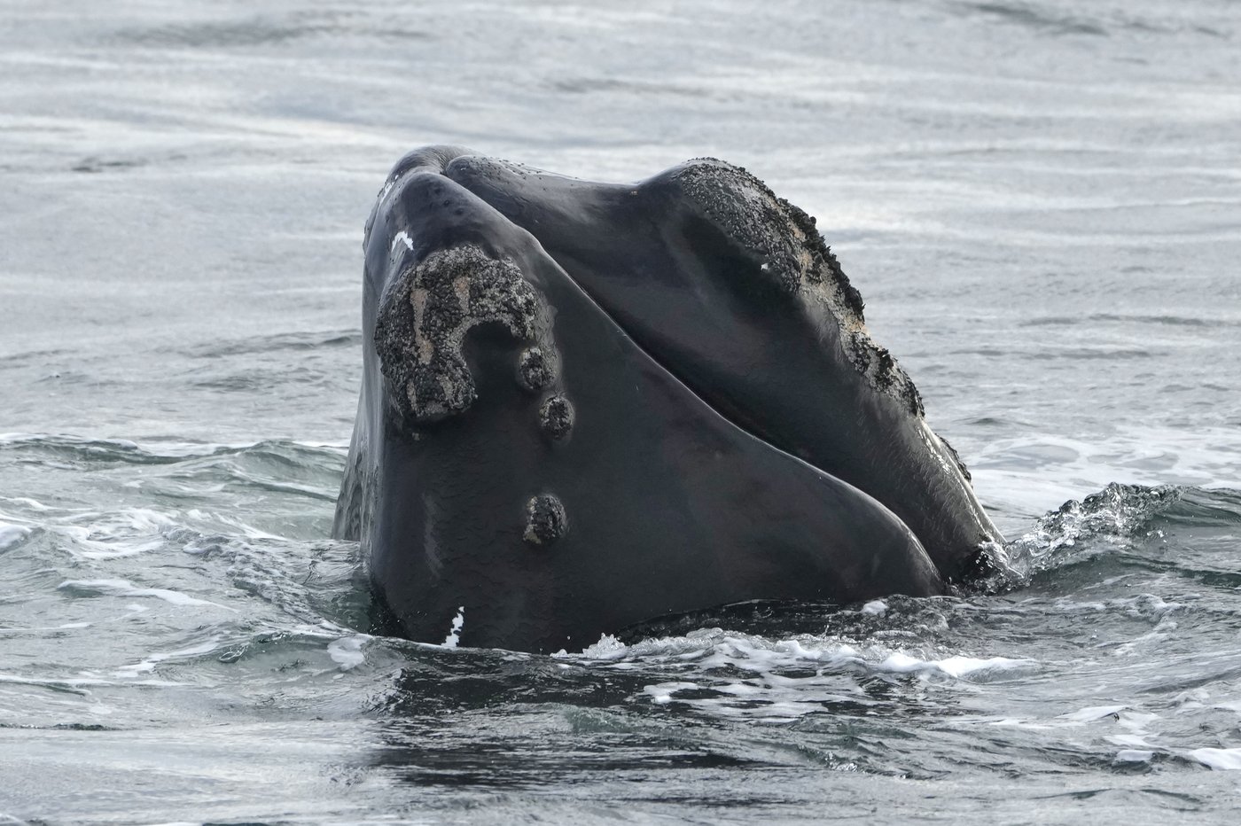Right whale sighting leads to closure of lobster fishing area off ...
