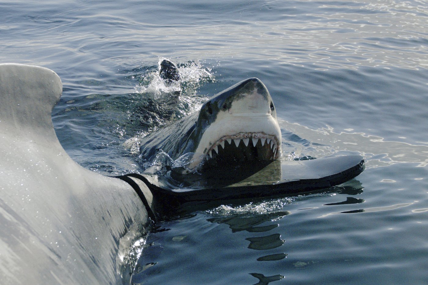 Massive makos, Queen Bosses and a baby angel shark on Discovery 'Shark ...
