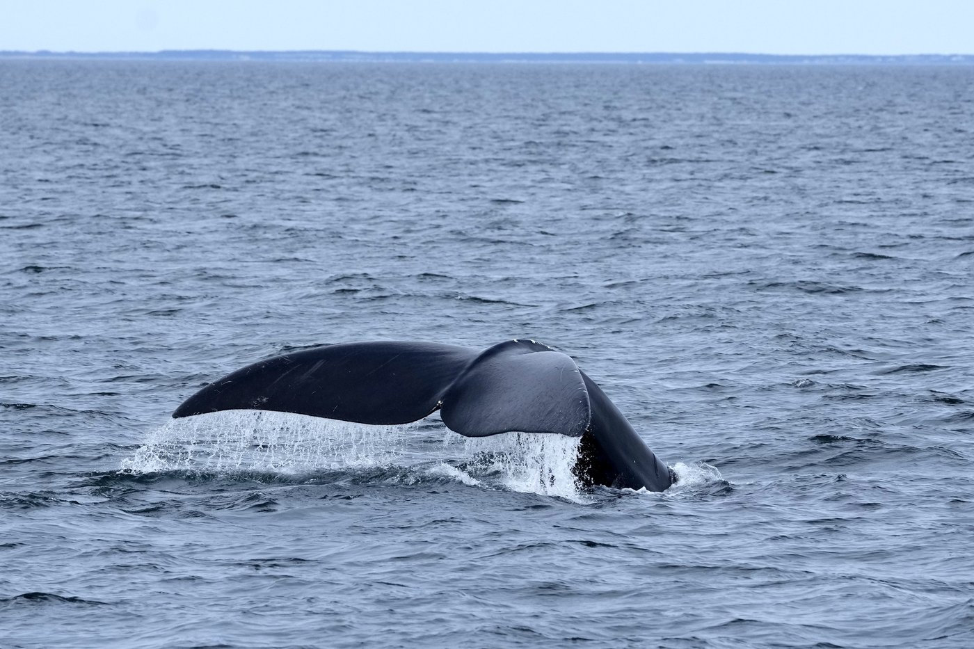 Whale rescue teams hoping to disentangle right whale in St. Lawrence ...