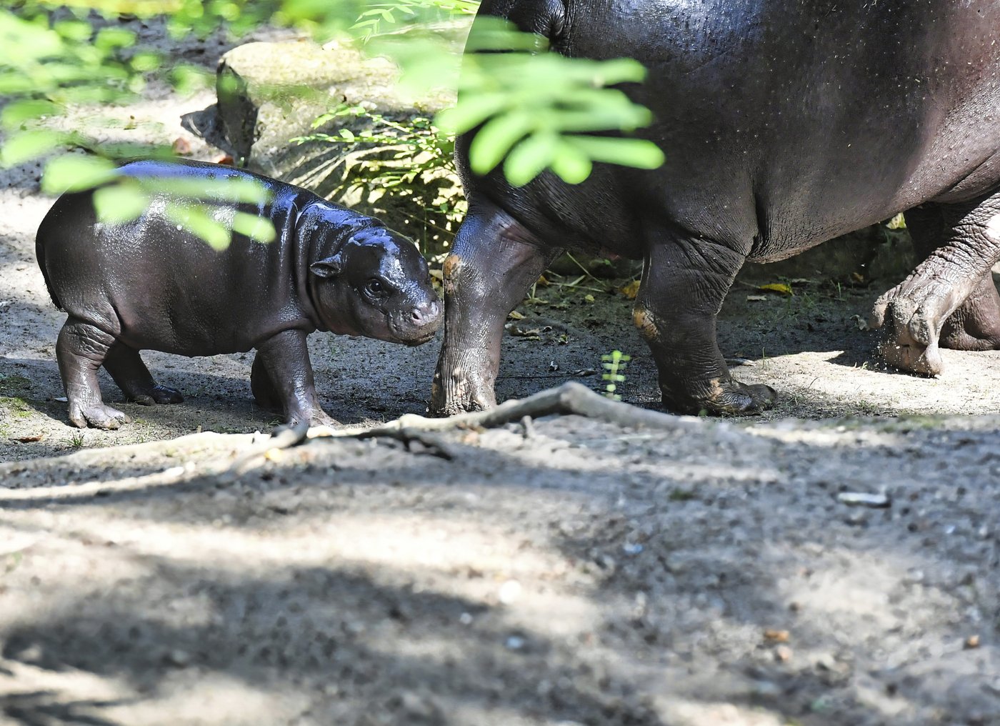 Berlin's newest pygmy hippo makes her debut, with a name inspired by a ...