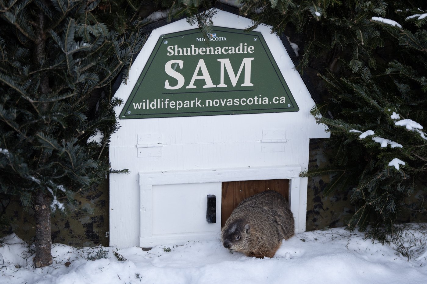 Groundhogs across Canada expected to forecast if winter will end early